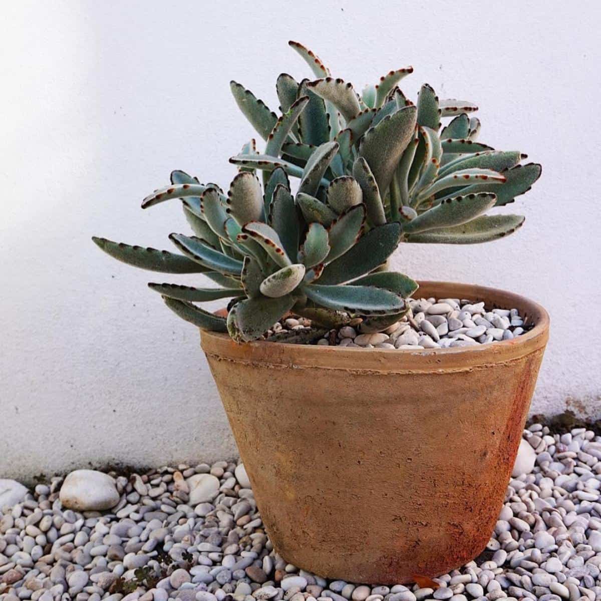 Panda Plant Propagation: How To Propagate Succulent Kalanchoe Tomentosa