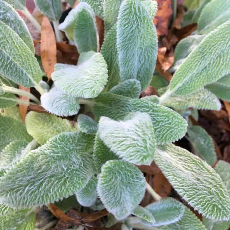 Is The Lambs Ear Plant (Stachys Byzantina) Edible?