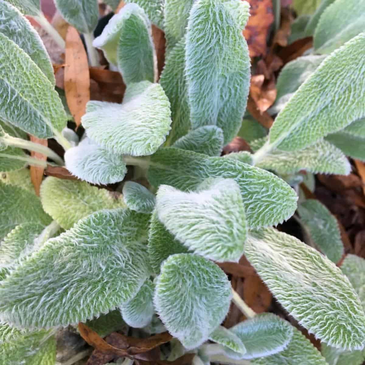 Is The Lambs Ear Plant (Stachys Byzantina) Edible?