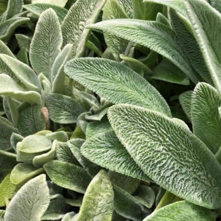Is The Lambs Ear Plant (Stachys Byzantina) Edible?