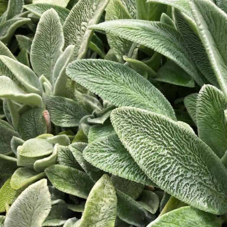 Is The Lambs Ear Plant (Stachys Byzantina) Edible?