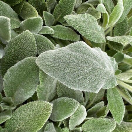 Is The Lambs Ear Plant (Stachys Byzantina) Edible?