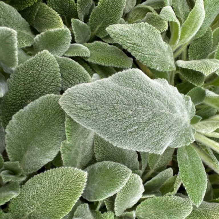 Is The Lambs Ear Plant (Stachys Byzantina) Edible?