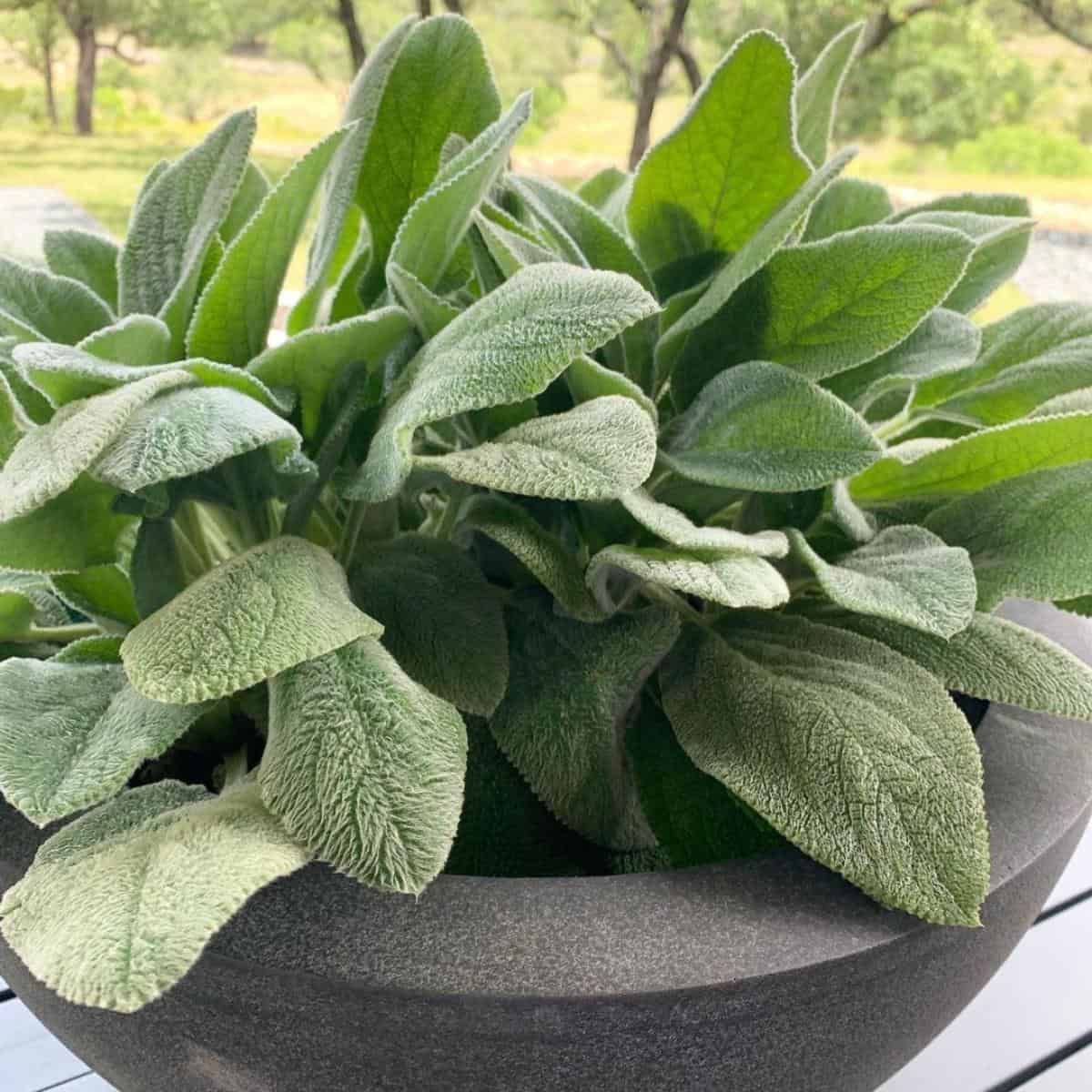 Is The Lambs Ear Plant (Stachys Byzantina) Edible?