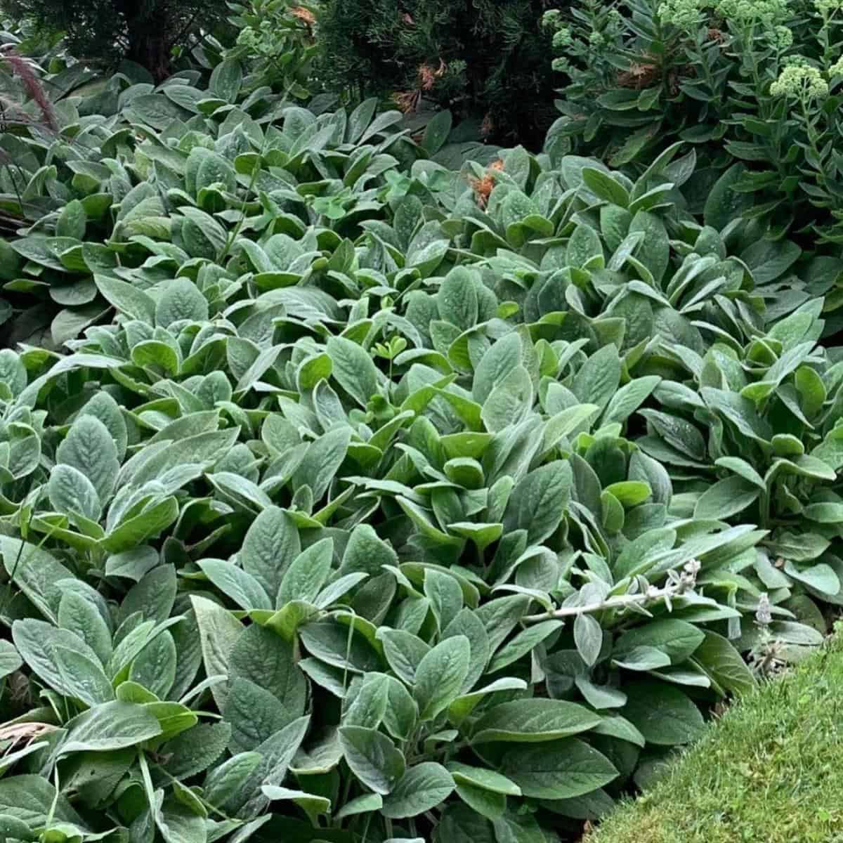 Is The Lambs Ear Plant (Stachys Byzantina) Edible?