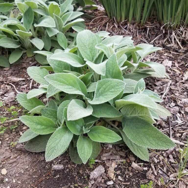 Is The Lambs Ear Plant (Stachys Byzantina) Edible?