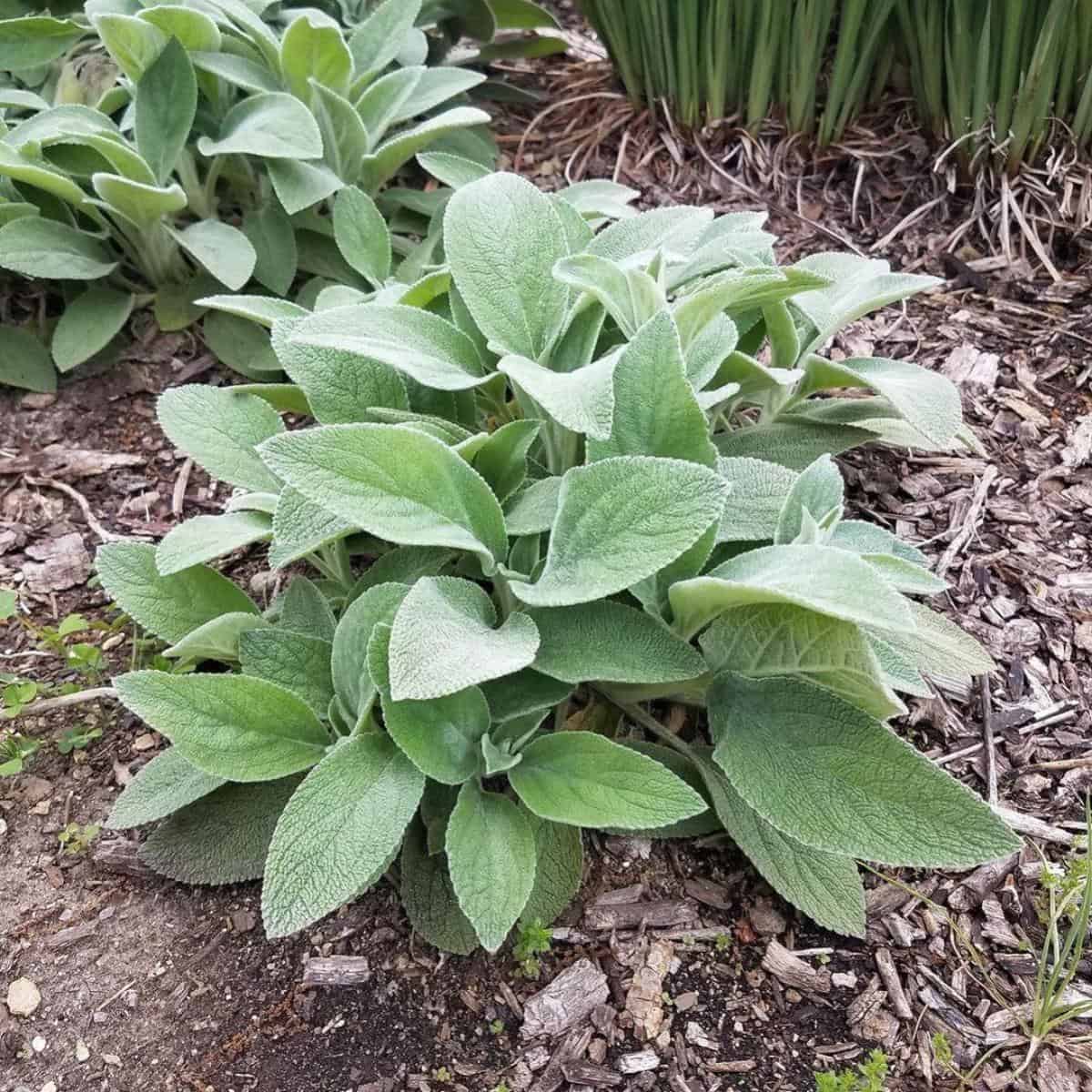 Is The Lambs Ear Plant (Stachys Byzantina) Edible?
