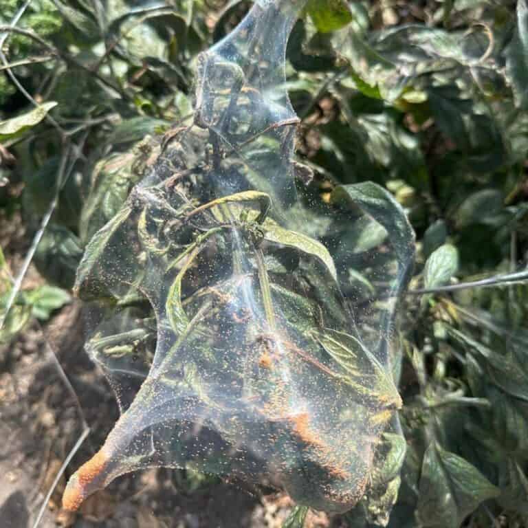 What Causes Tiny Spider Webs On Plants?
