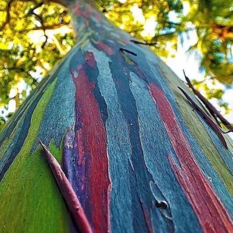 Rainbow Eucalyptus Nature's Spectacular Masterpiece