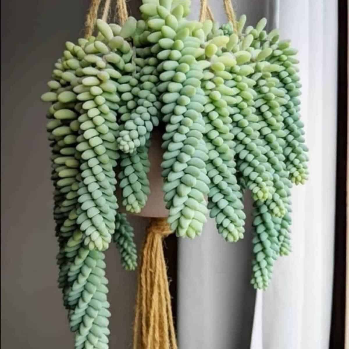 Sedum Burrito Care: How To Grow Burrito Morganianum Sedum