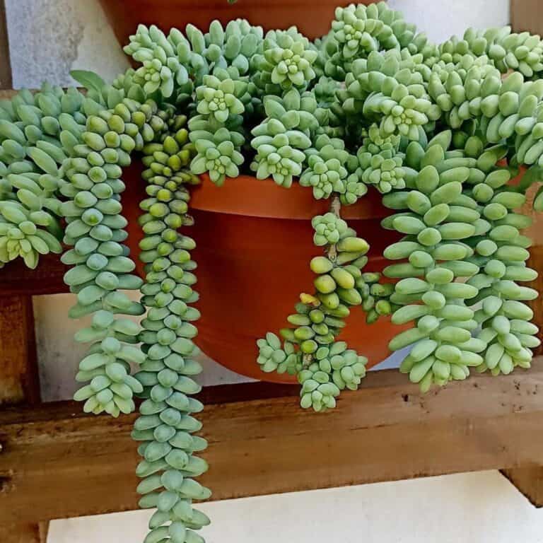 Sedum Burrito Care: How To Grow Burrito Morganianum Sedum