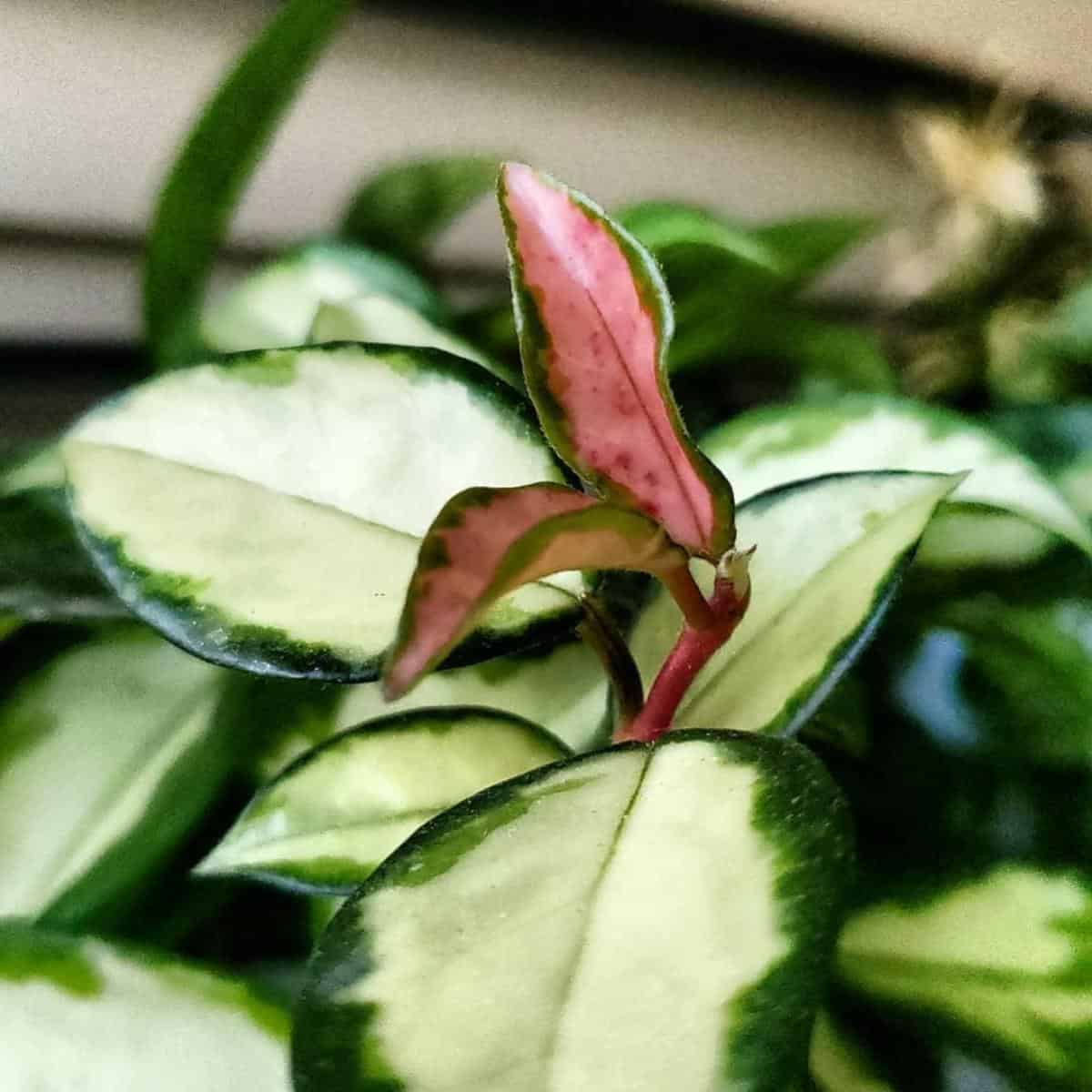 Hoya Carnosa Variegata Care: Growing The Variegated Hoya