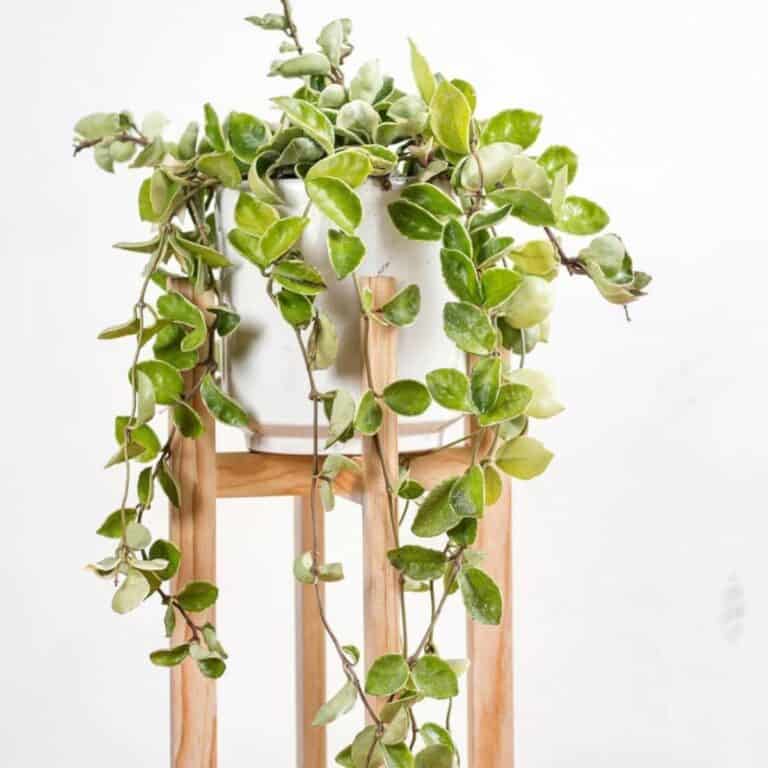 Hoya Carnosa Variegata Care: Growing The Variegated Hoya