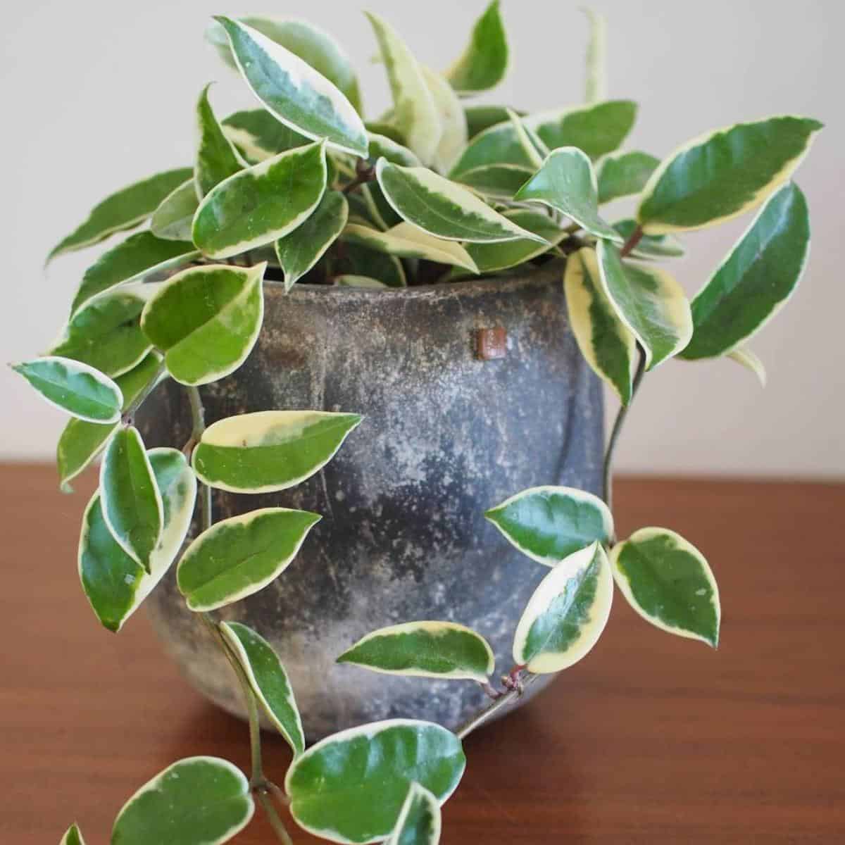 Hoya Carnosa Variegata Care: Growing The Variegated Hoya