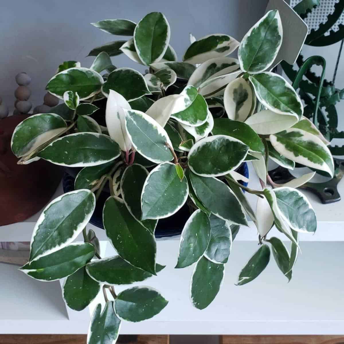 Hoya Carnosa Variegata Care: Growing The Variegated Hoya