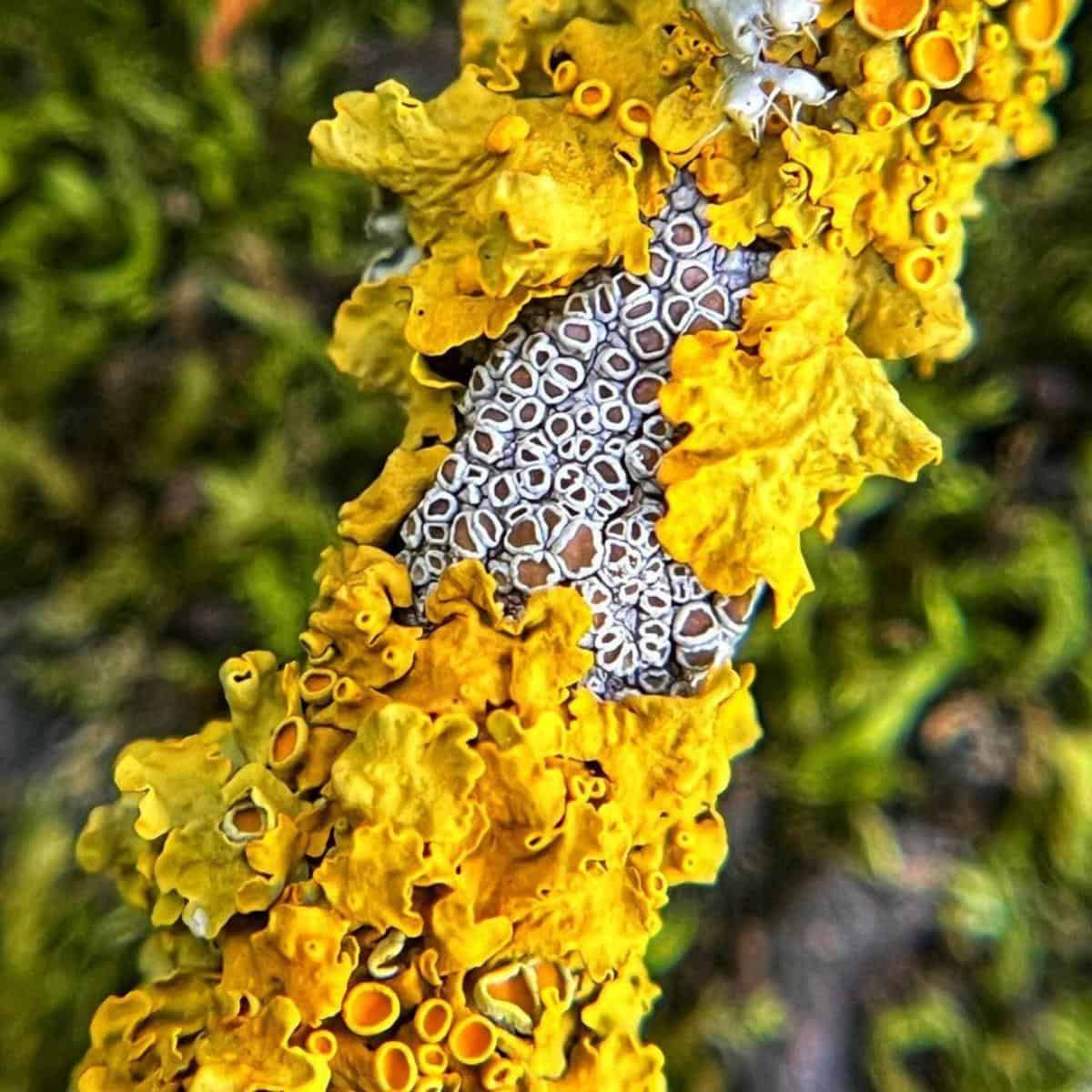 Is Lichen on Trees Bad? Treating Trees with Lichen