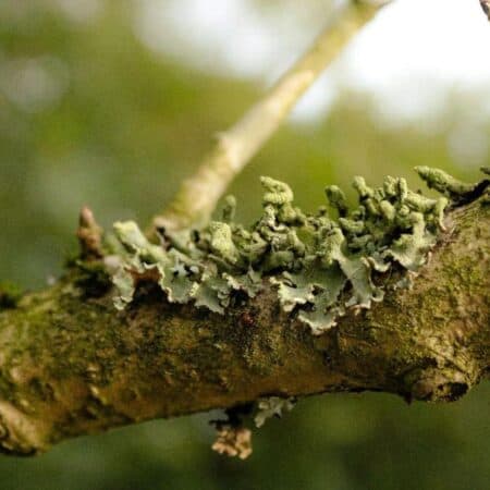 Is Lichen on Trees Bad? Treating Trees with Lichen