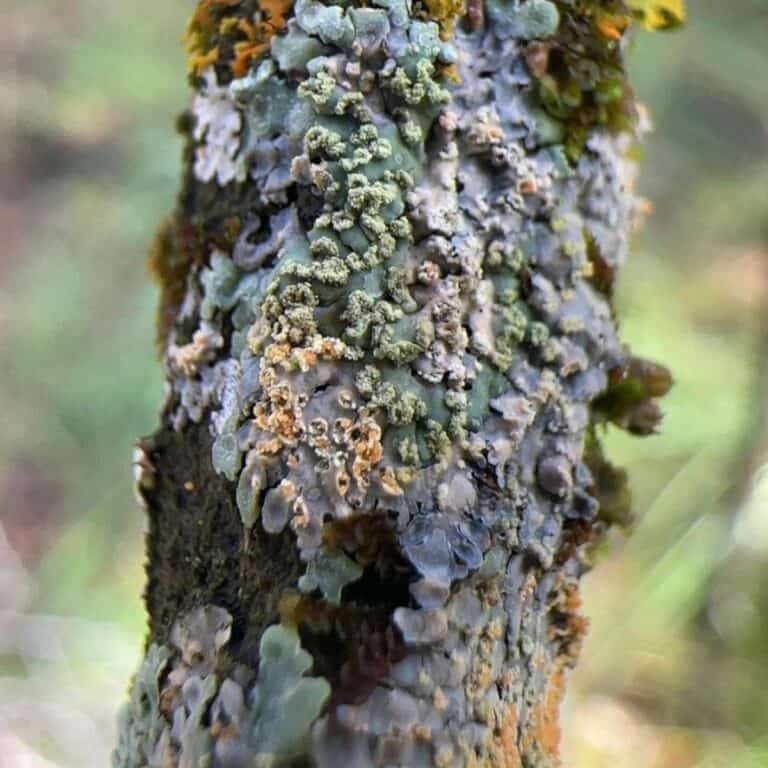 Is Lichen on Trees Bad? Treating Trees with Lichen