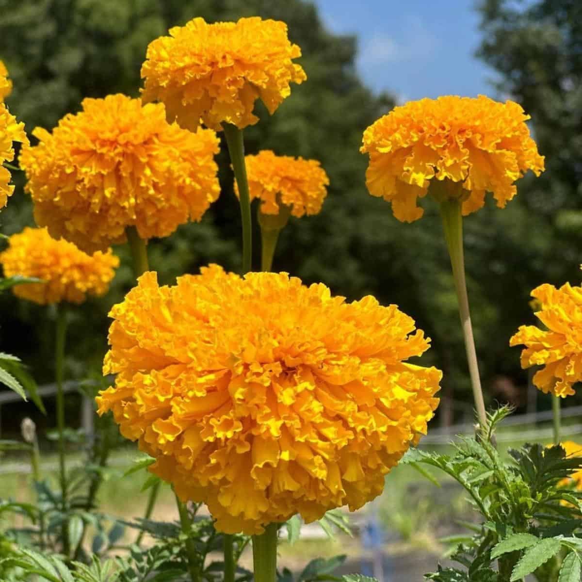 Growing Potted Marigold Plants: How To Care For Marigolds In Containers