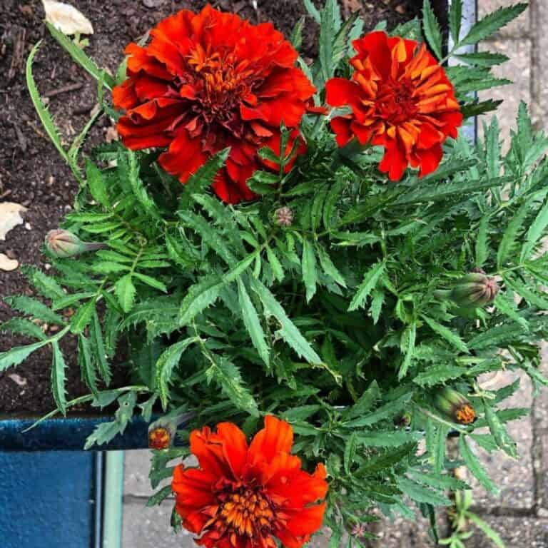 Growing Potted Marigold Plants: How To Care For Marigolds In Containers