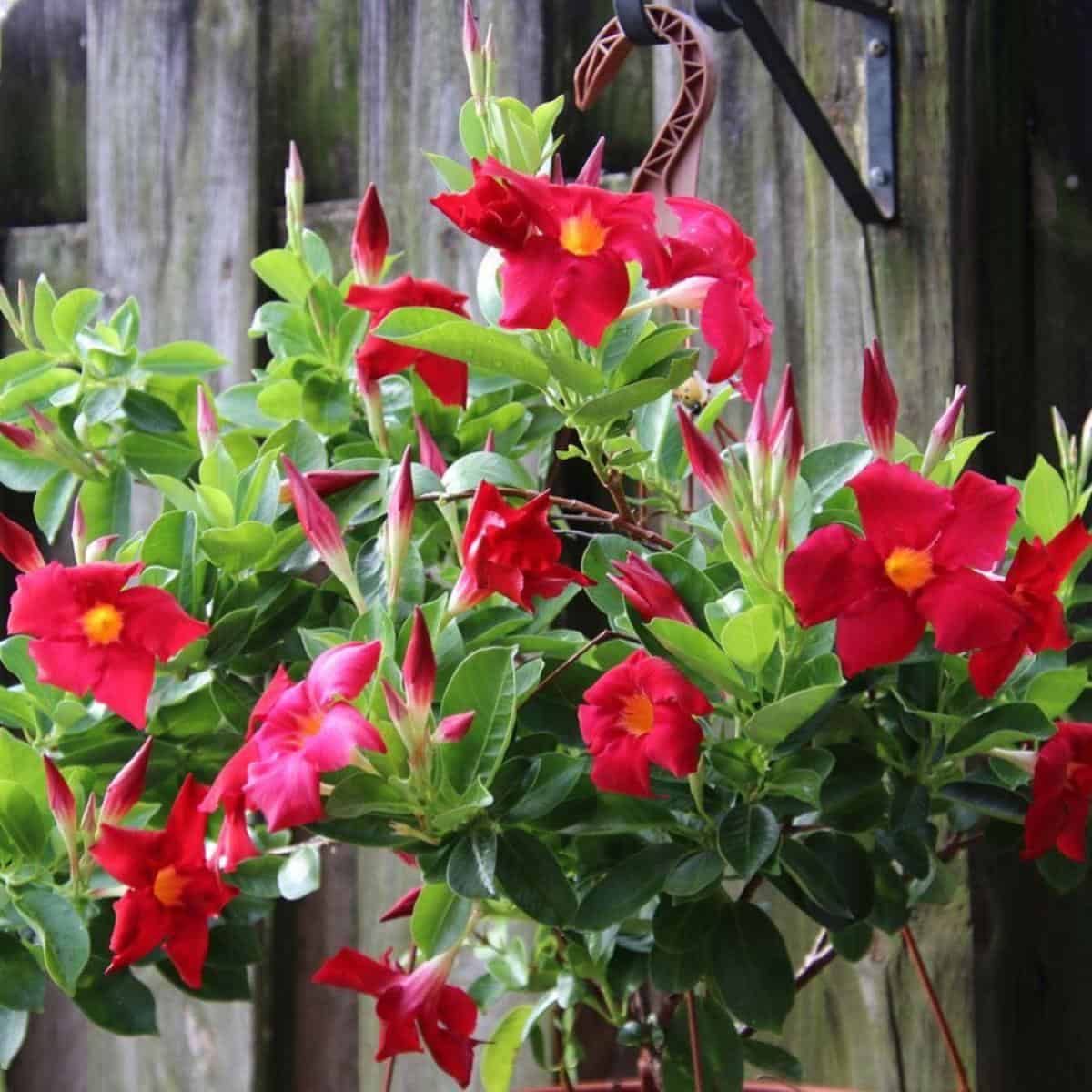 Mandevilla Fertilizer: What Is The Best Fertilizer For Mandevilla