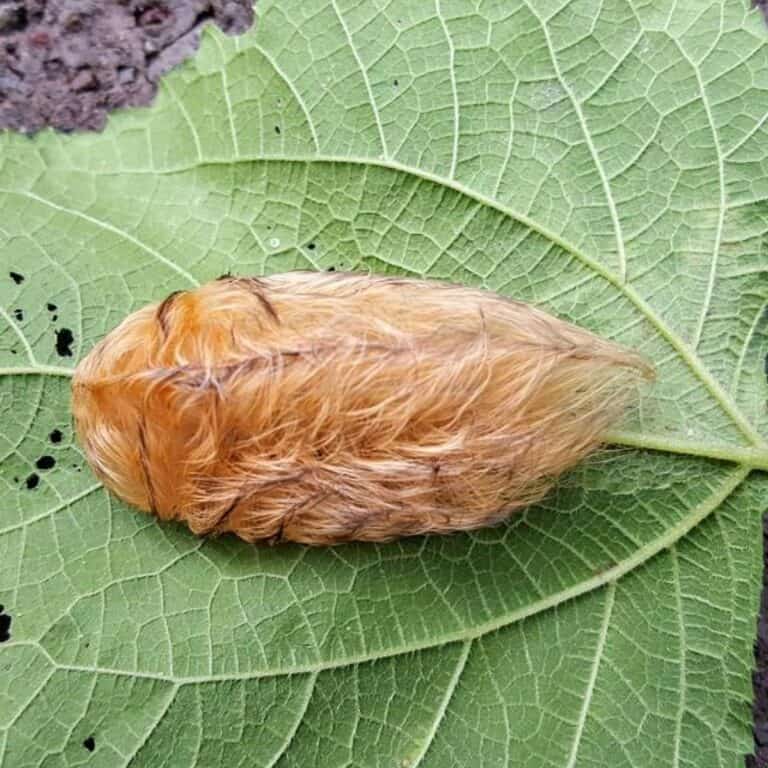 How To Get Rid Of Asp Caterpillar In The Garden | PlantCareToday.com