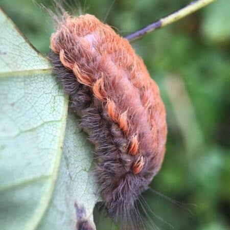 How To Get Rid Of Asp Caterpillar In The Garden | PlantCareToday.com