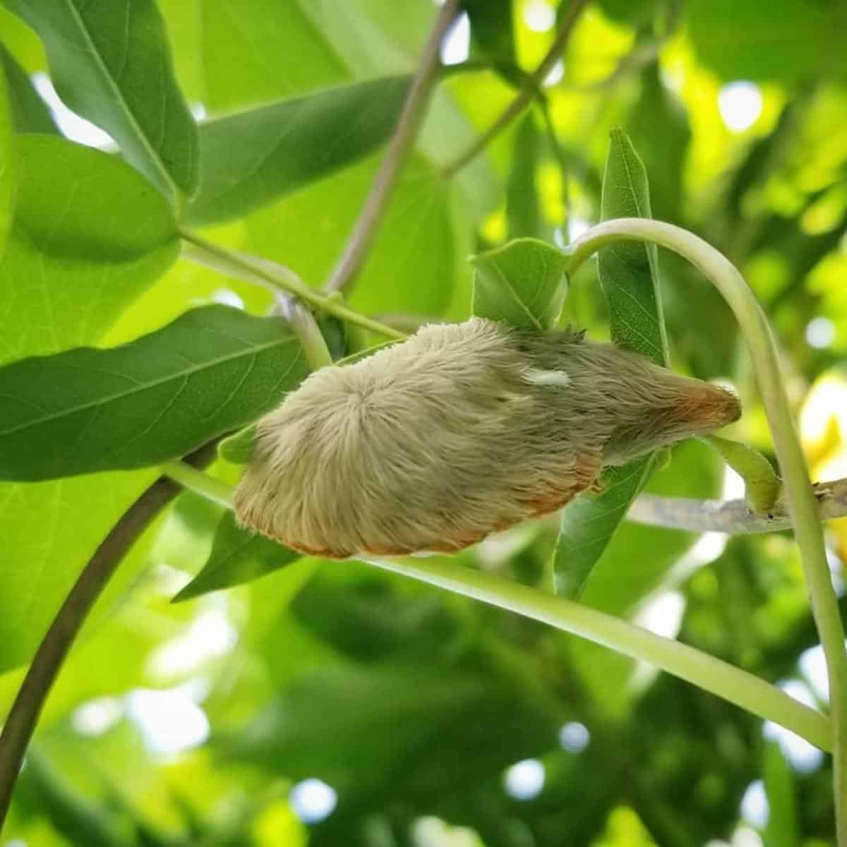 How To Get Rid Of Asp Caterpillar In The Garden | PlantCareToday.com