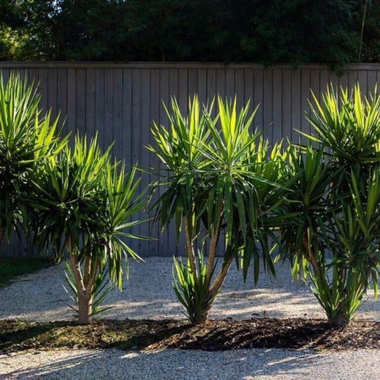 How Do I Kill Yucca Plants | Getting Rid of Your Yucca Plant