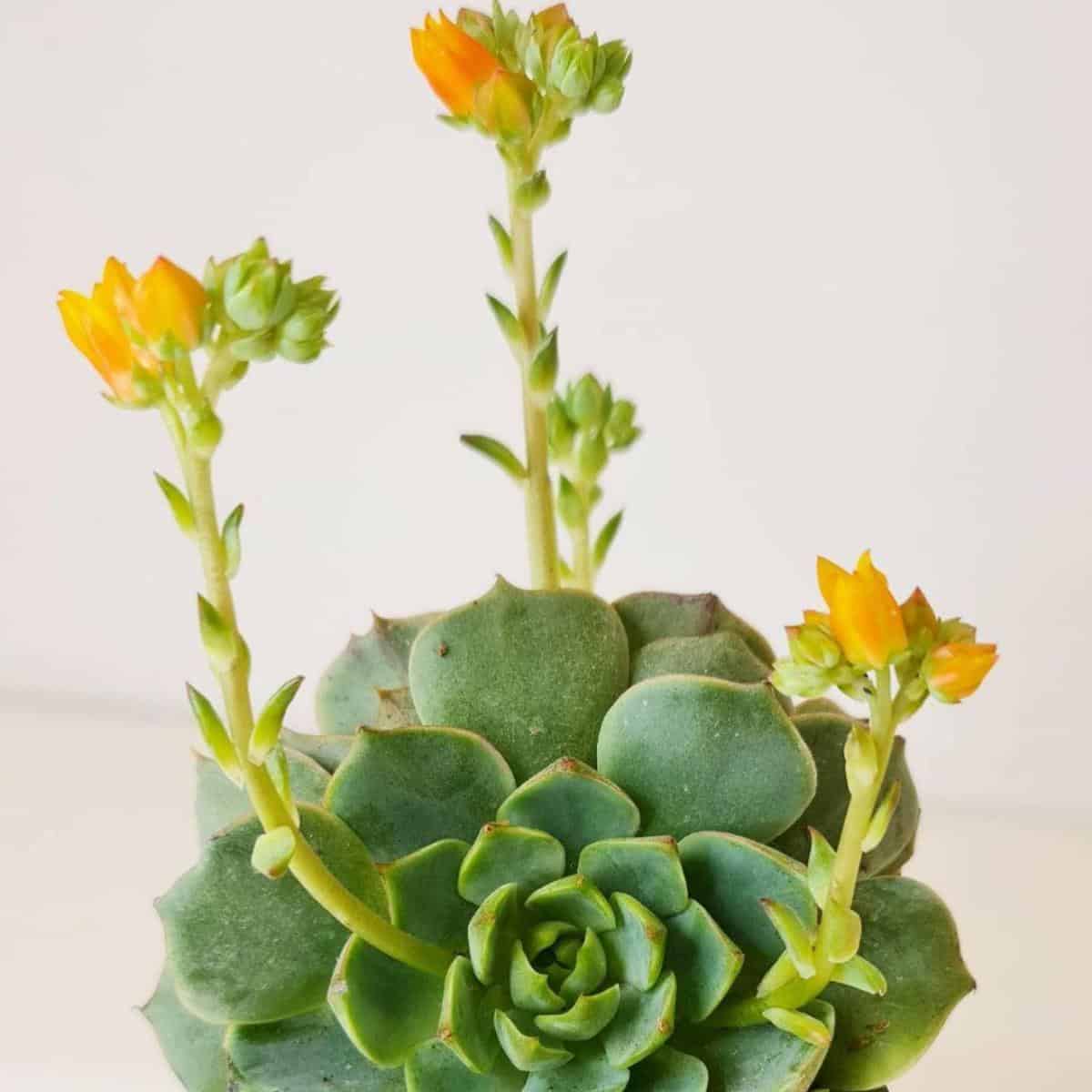 Succulent Echeveria Types: A Guide To Types Of Echeveria To Grow