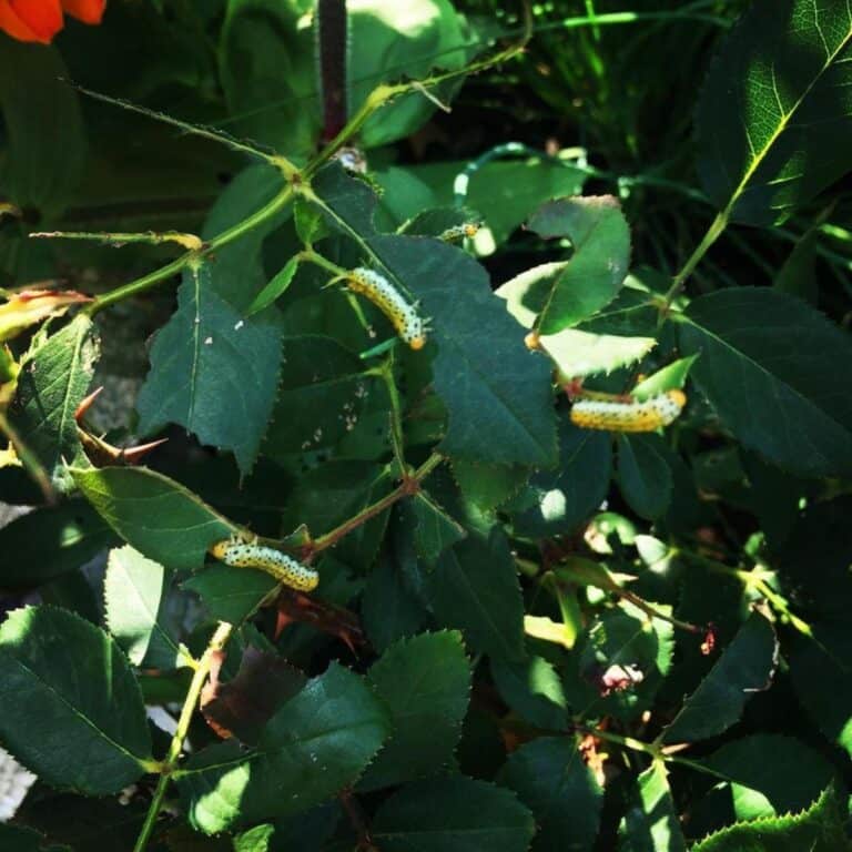 How To Get Rid of Caterpillars On Roses