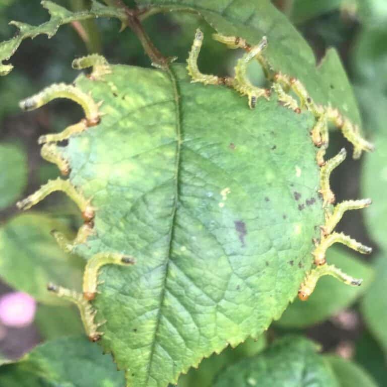 How To Get Rid of Caterpillars On Roses
