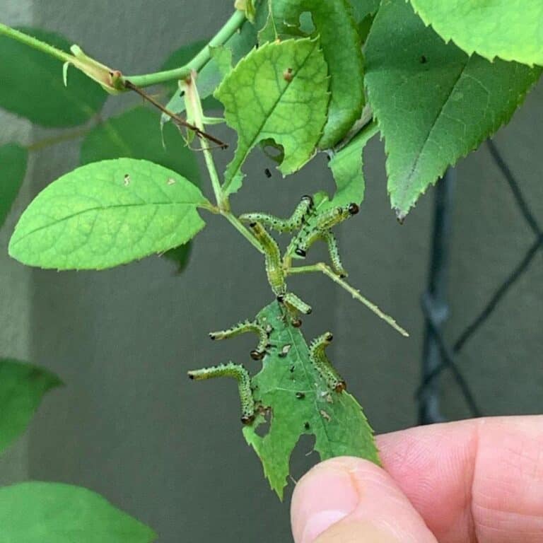 How To Get Rid of Caterpillars On Roses