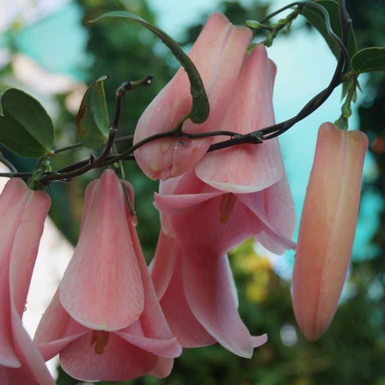 Lapageria Rosea Care: Growing The Chilean Bellflower
