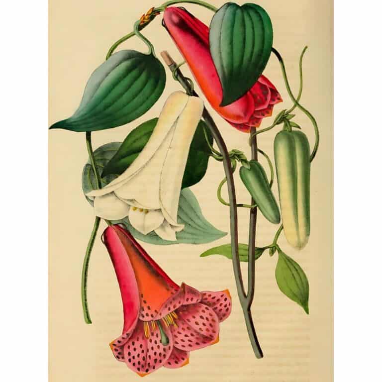 Lapageria Rosea Care: Growing The Chilean Bellflower