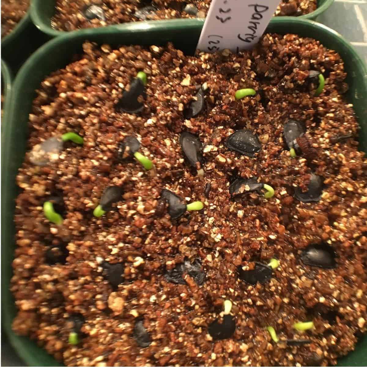 9 Steps On How To Grow Agave From Seed