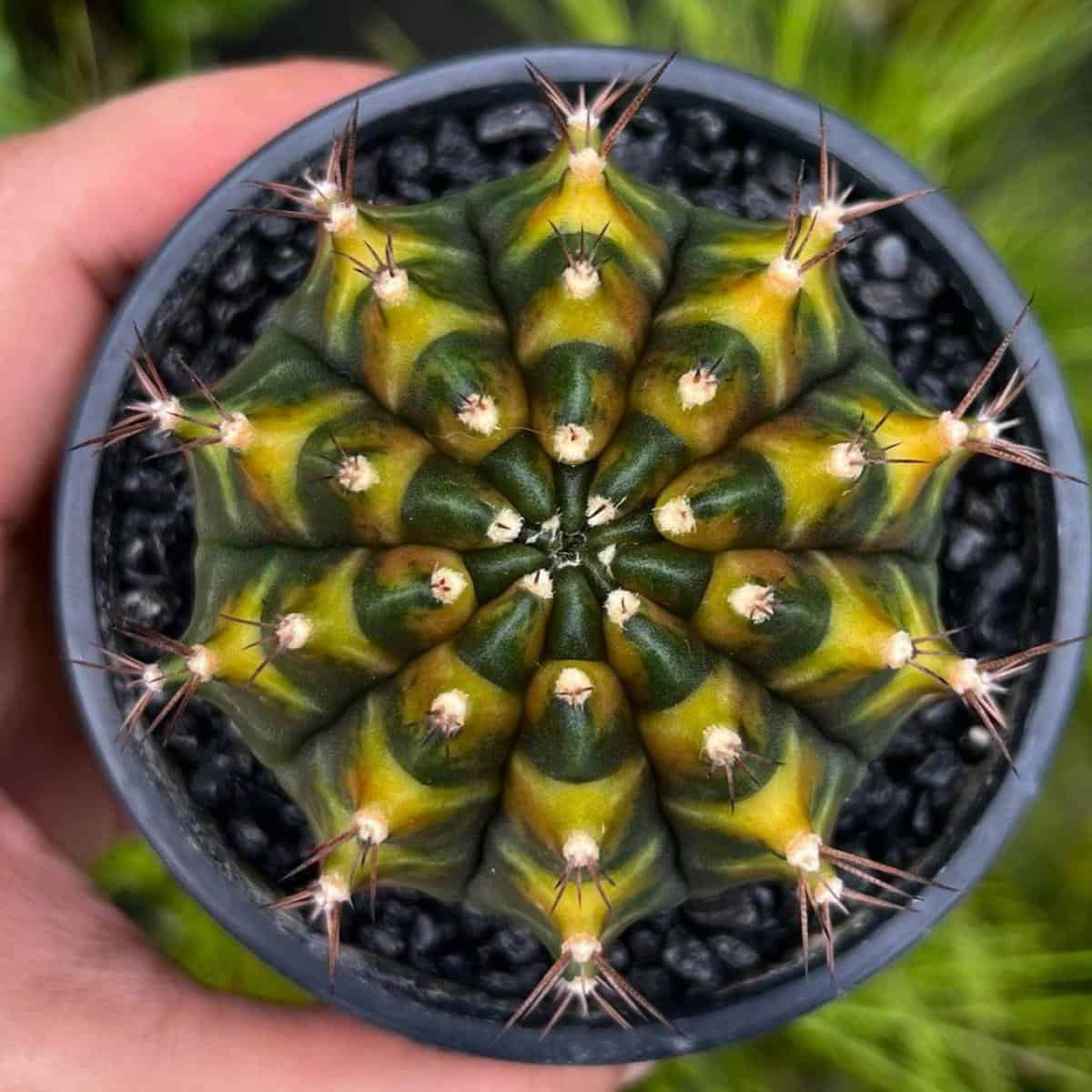 7 Ways Unique Gymnocalycium Cactus Stand Out