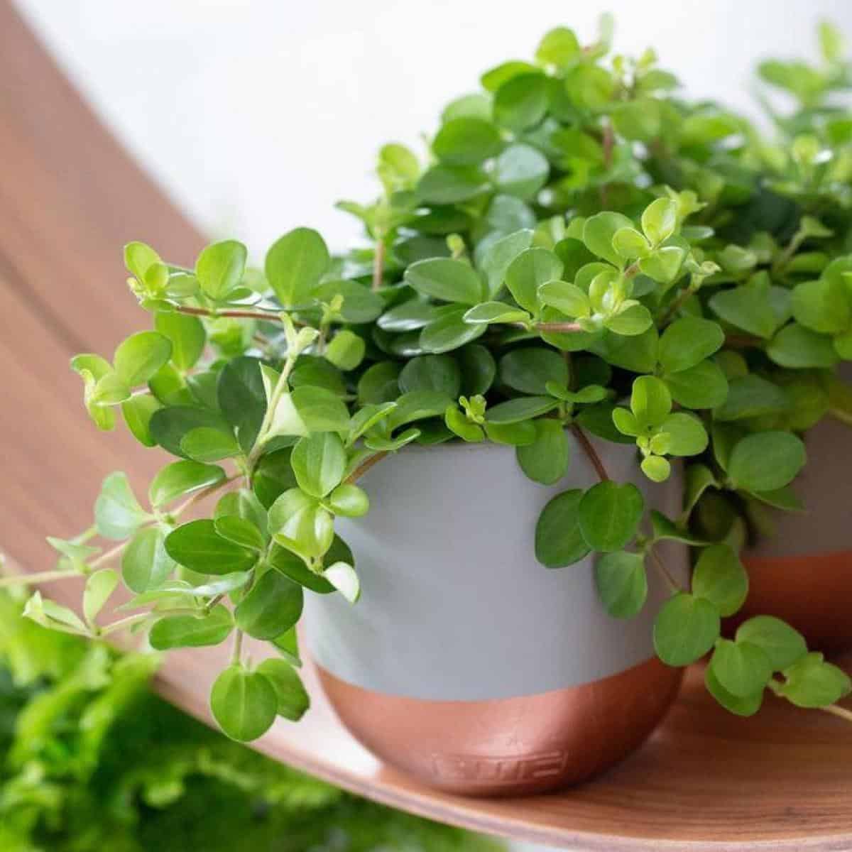 Types Of Peperomia: Old Standbys | Rosettes | Bushy Uprights