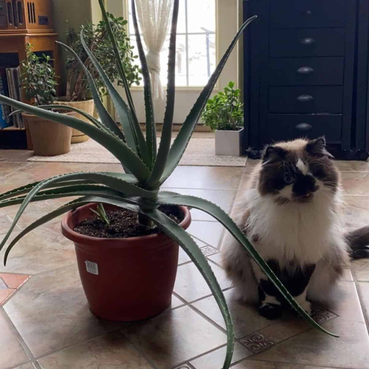 Is Aloe Toxic To Cats? Is Aloe Cat Safe or Poisonous?