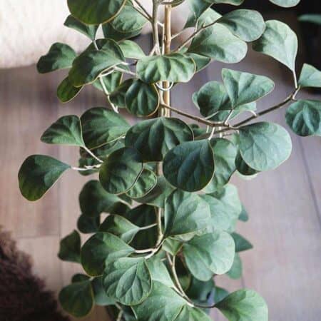 Top Types Of Ficus Trees For The Home and Garden