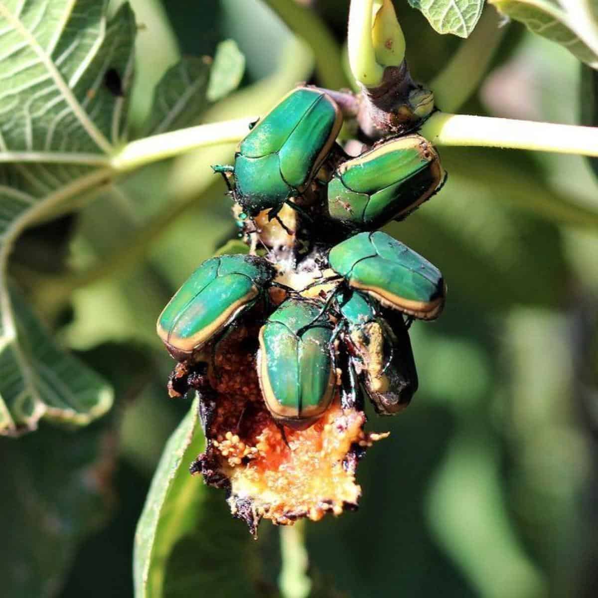 How To Get Rid Of June Bugs Beetles and Grubs [GUIDE]