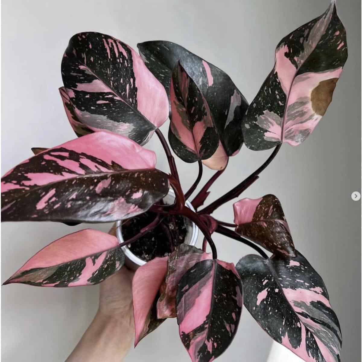 Growing Pink Princess Philodendron: Care | Lighting | Propagation