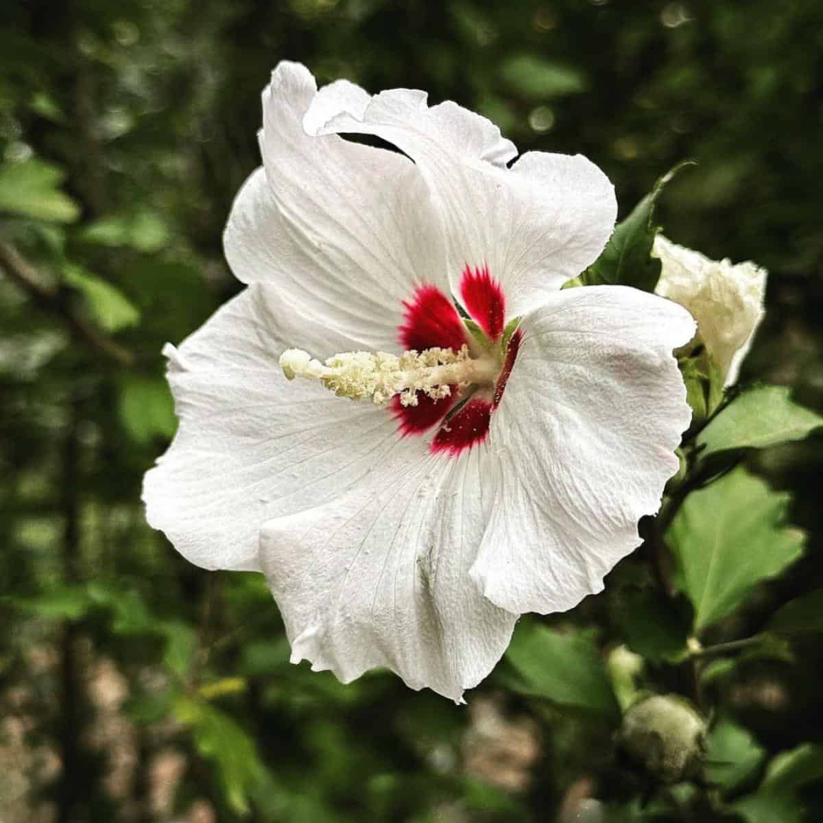 Rose Of Sharon Blooming Time