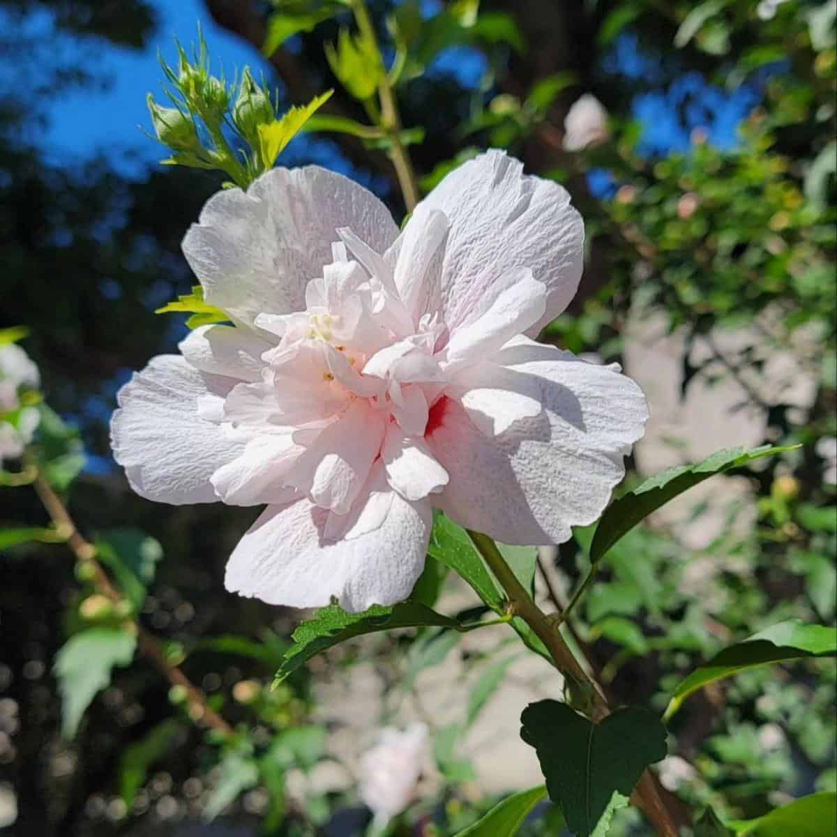 Rose Of Sharon Blooming Time
