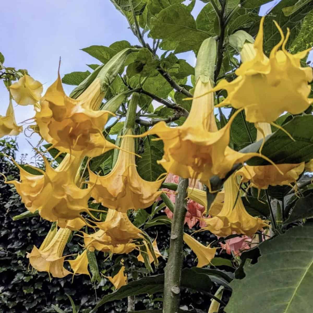 When Do Angel Trumpets Bloom: What Is Brugmansia Flowering Season?