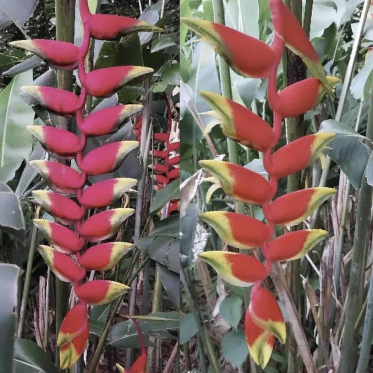 Heliconia Flower Care: GRowing The Lobster Claw Plant