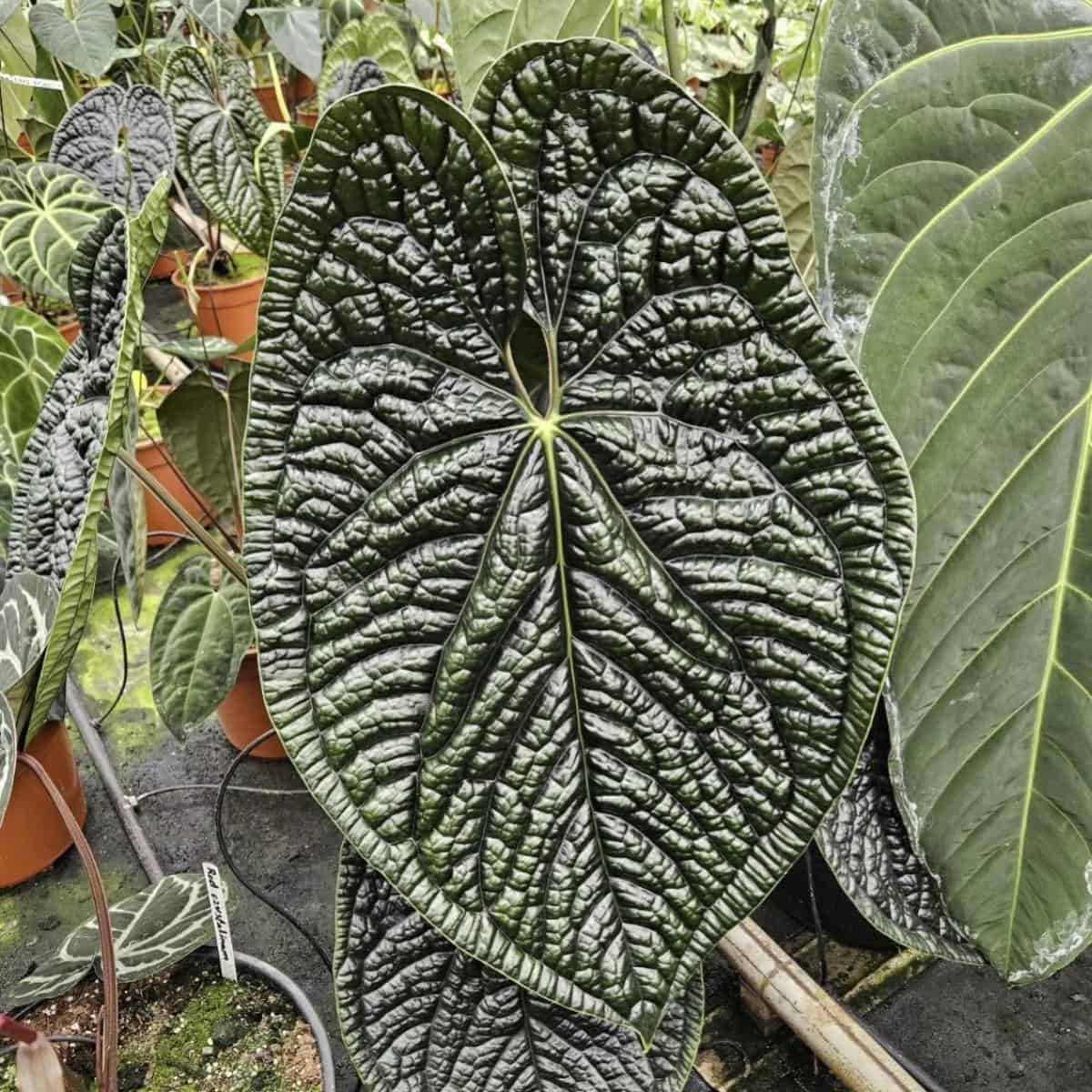 17 Popular Anthurium Varieties: How Many Types Are There?