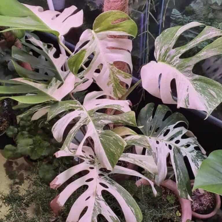 How To Grow And Care For A Monstera Deliciosa Plant