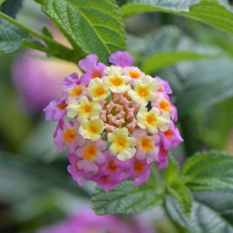 Types of Lantana Colors, Sizes & Growth Habits