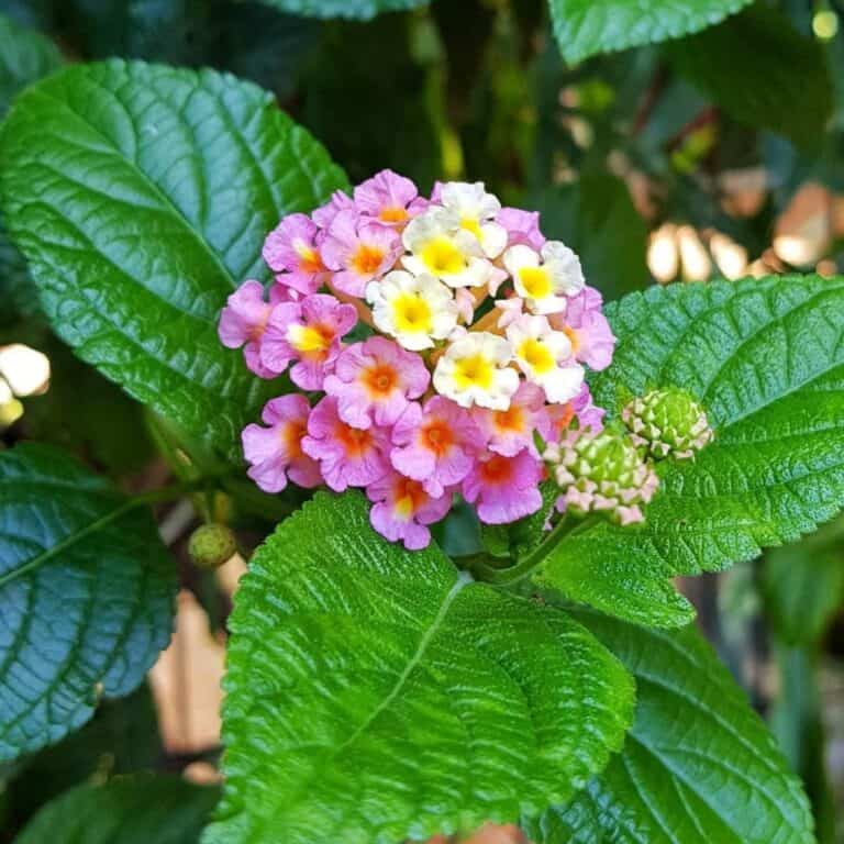 Types of Lantana Colors, Sizes & Growth Habits